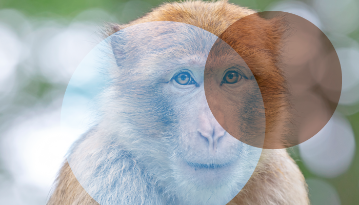 Primate Pigmentation | Conexiant